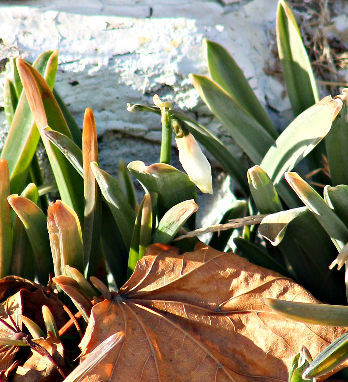 first flower – LORAIN 365